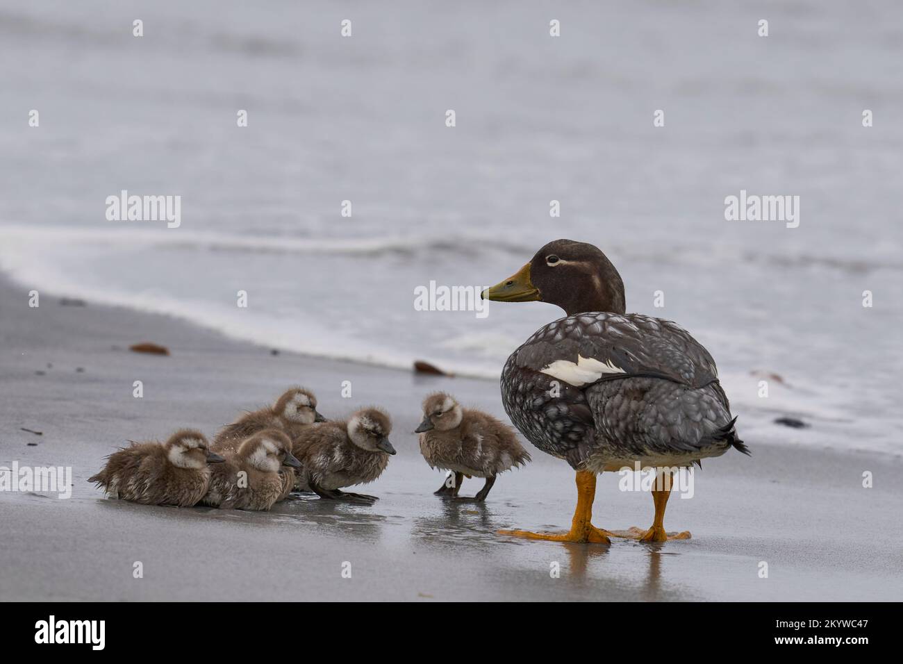 Falkland Steamer Duck (Tachyeres brachypterus) with recently hatched ...