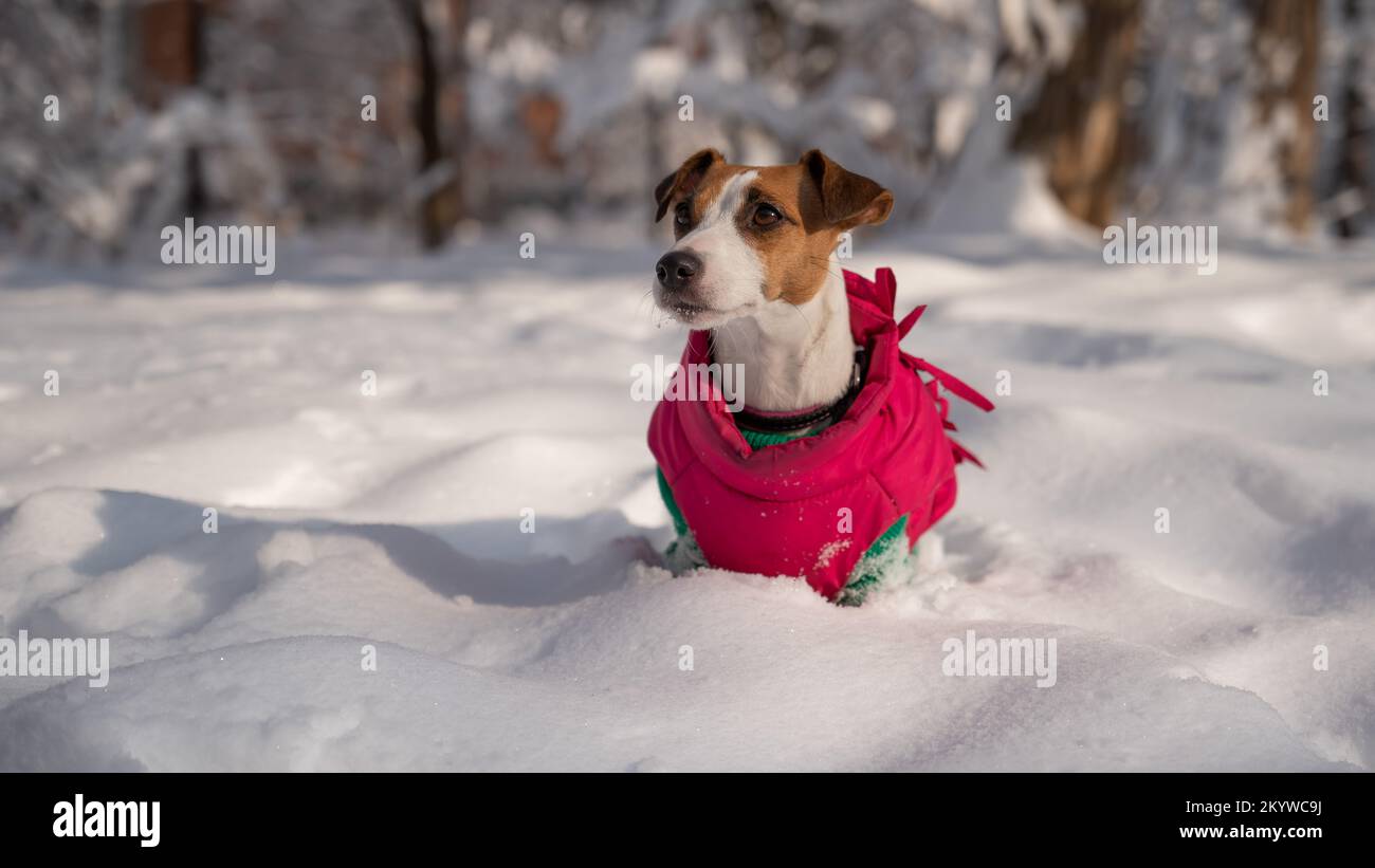 Dog jack russell terrier in a warm jacket in the snow in winter Stock ...