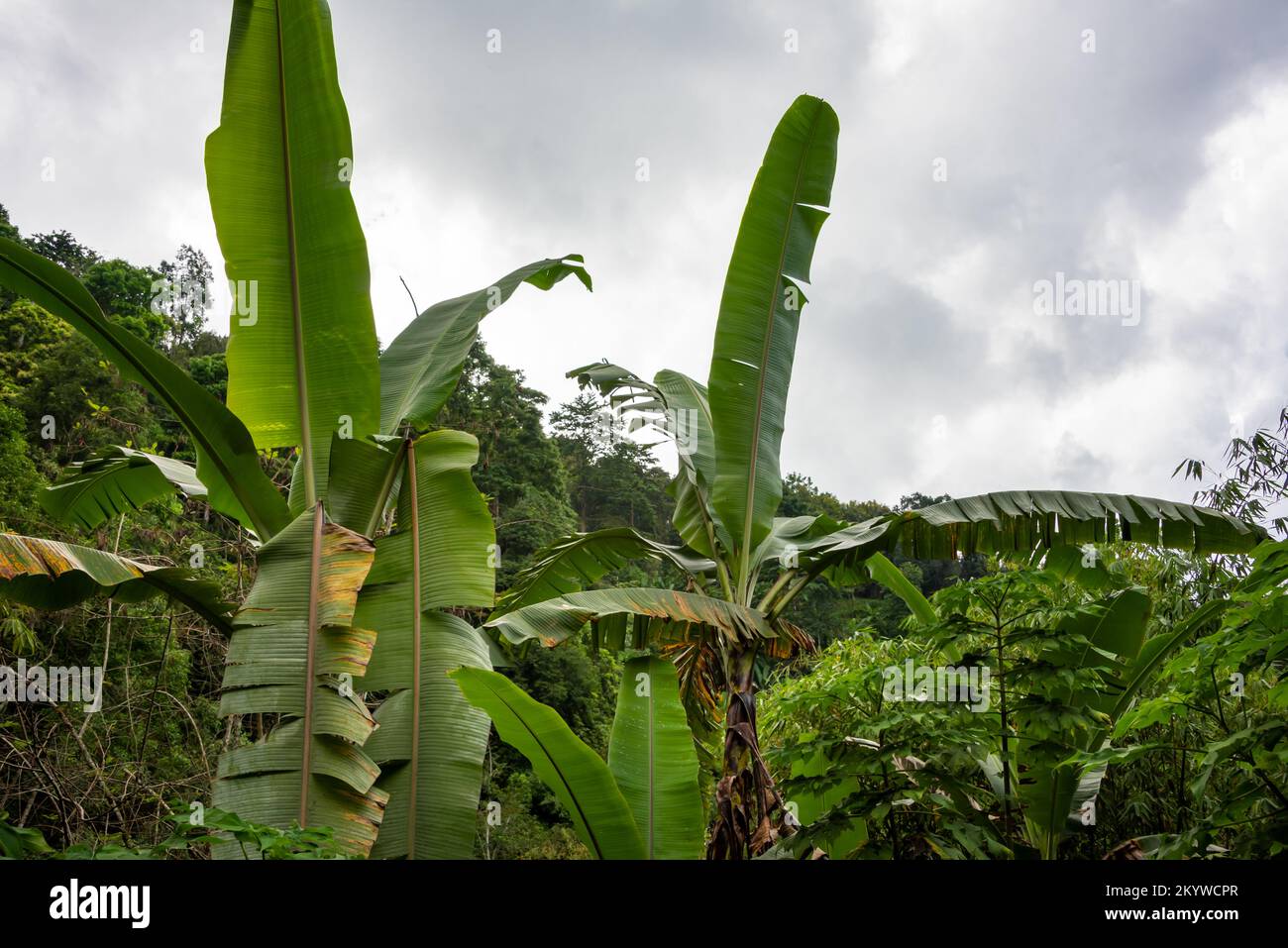 Green tropical forest with banana plants in Bali, Indonesia Stock Photo ...