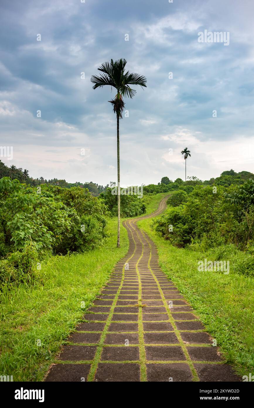 Campuhan ridge walk in Bali, Indonatia. A famous pathway among tropical ...