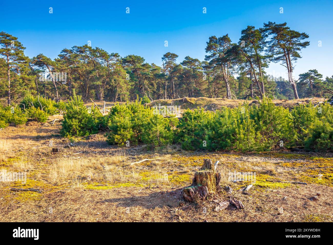 Desolate forest landcape national park de Hoge Veluwe, Holland Stock ...