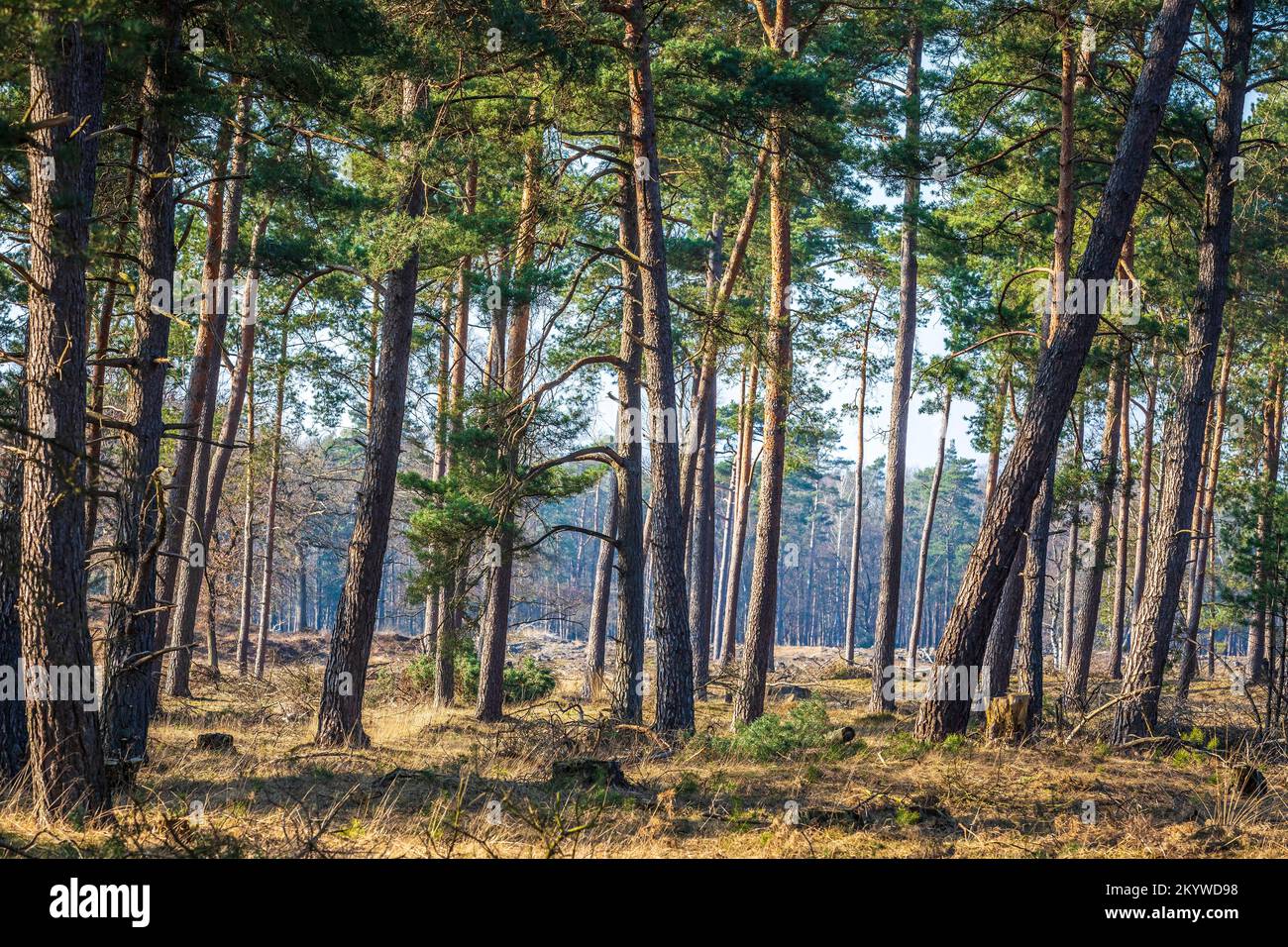 Sunlight in a beautiful forest in national park Hoge Veluwe, the ...