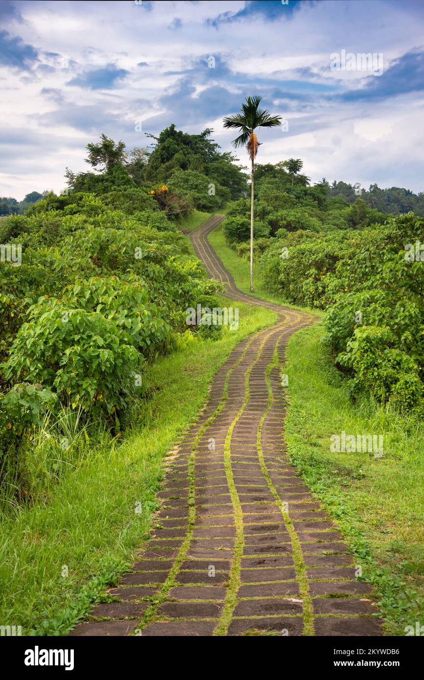 Campuhan ridge walk in Bali, Indonatia. A famous pathway among tropical ...