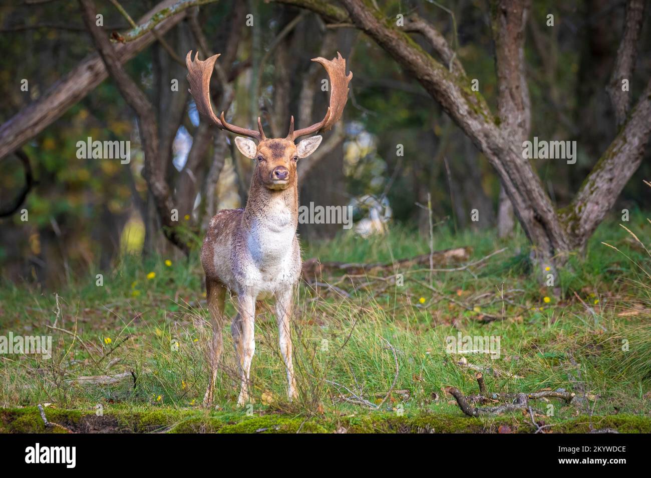 Fallow deer Dama Dama stag walking in a forest. The nature colors are ...