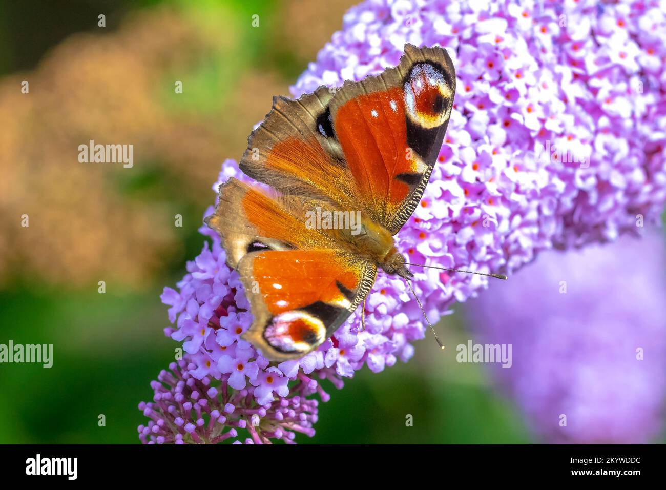 Aglais io, peacock butterfly, feeding nectar from a purple butterfly ...