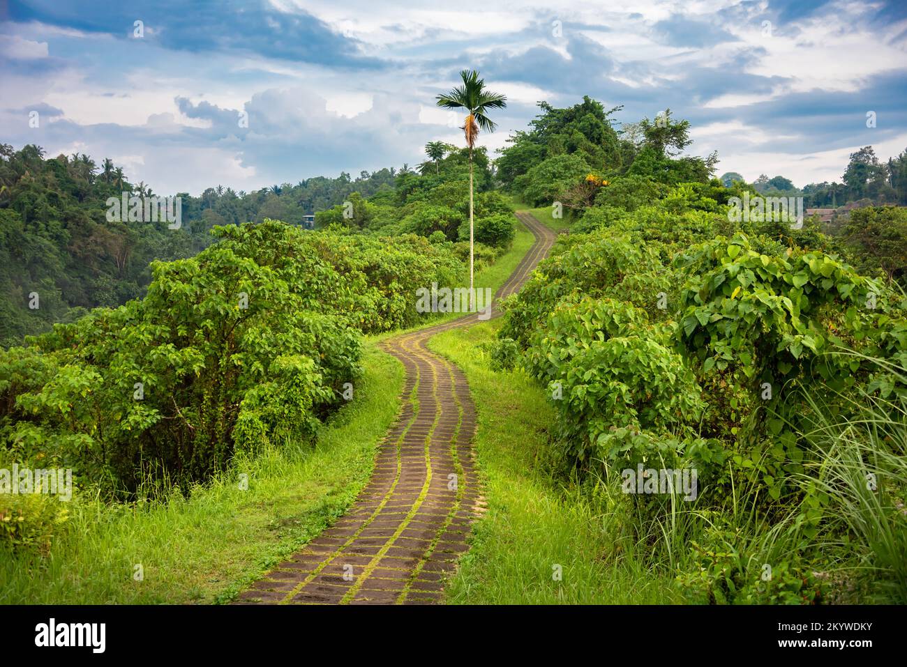 Campuhan ridge walk in Bali, Indonatia. A famous pathway among tropical ...