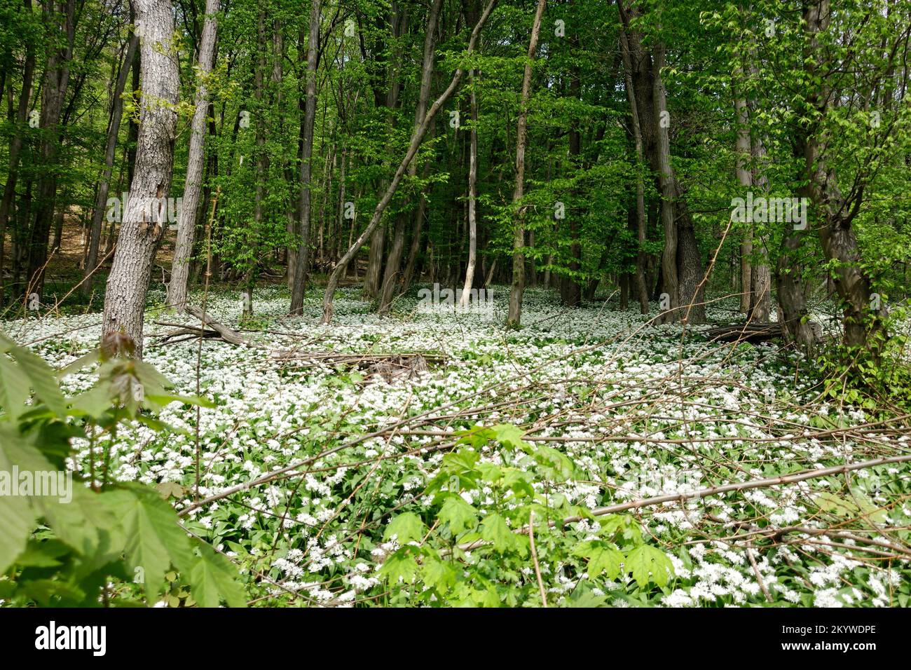 Wild garlic bloom in the park hi-res stock photography and images - Alamy