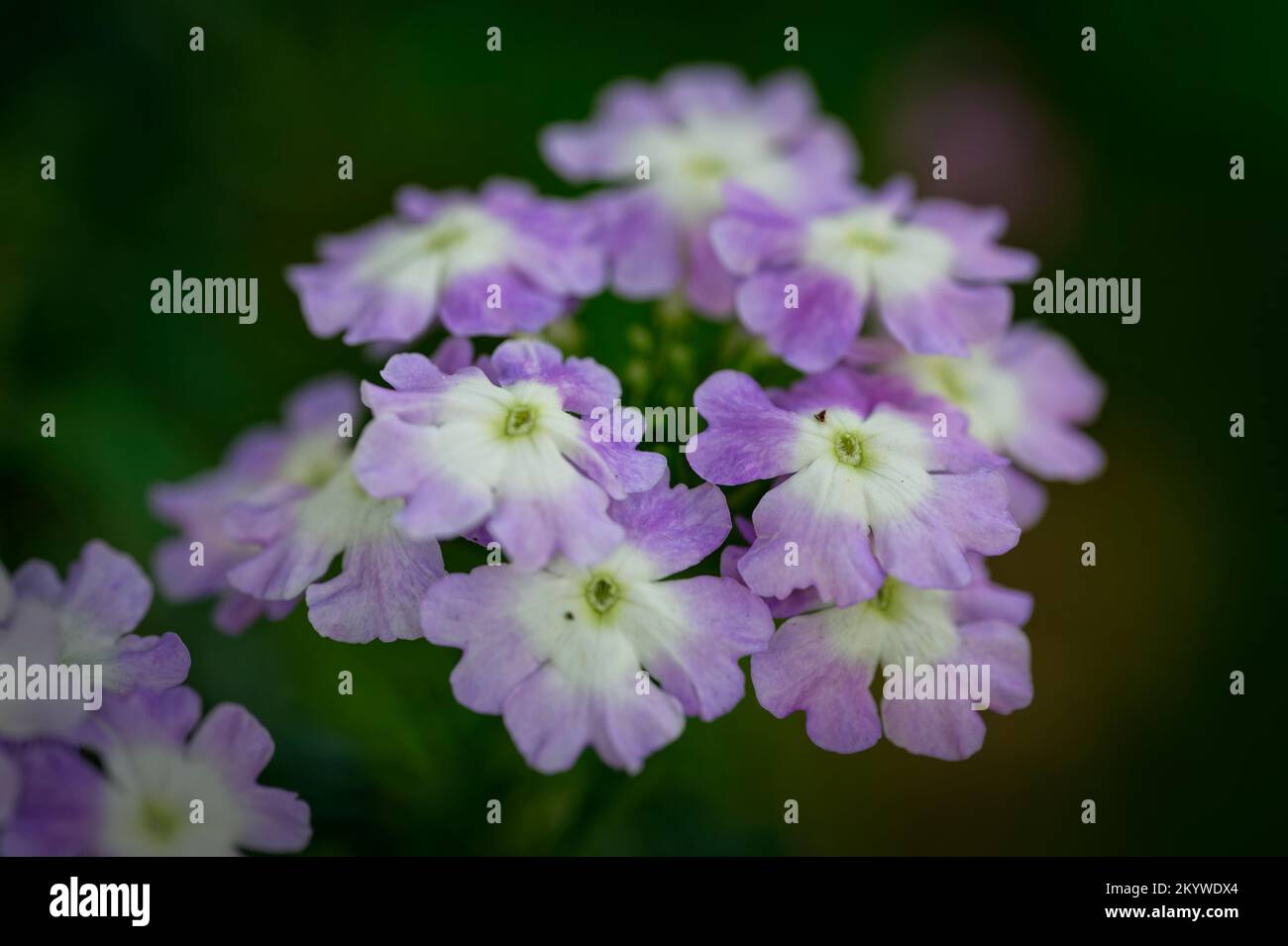 Delicate purple flowers in the garden II Stock Photo - Alamy