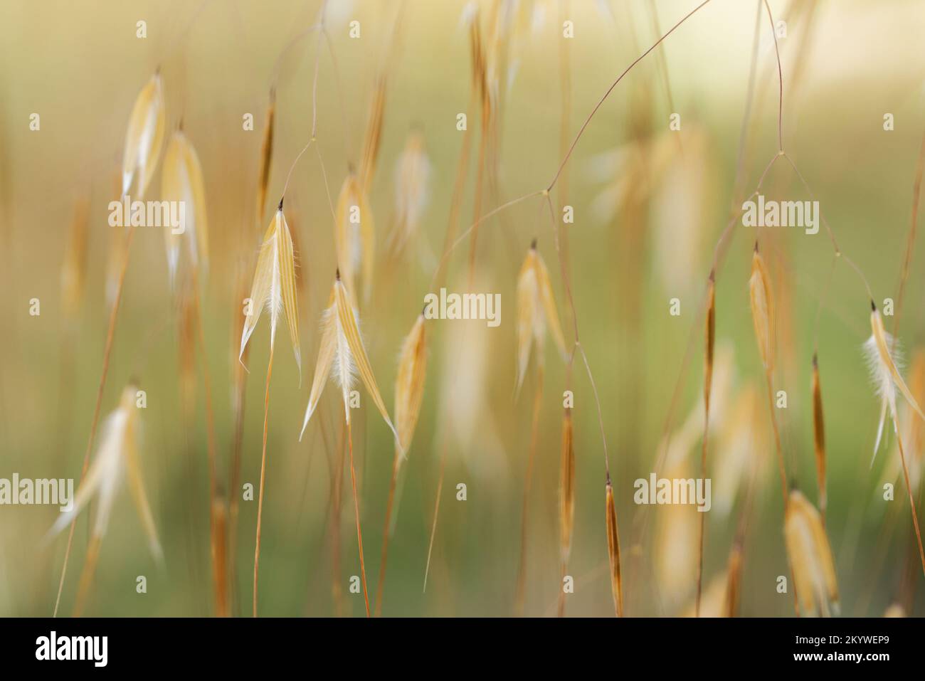 Breezy Feathery Plants Grasses Stock Photo - Alamy