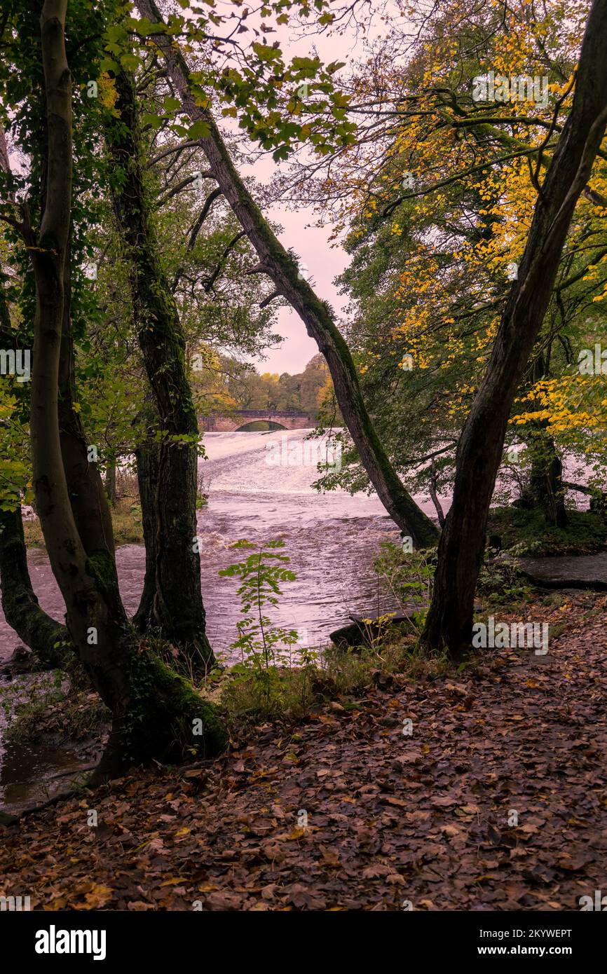 Walking along the river Derwent in autumn, view of Calver weir and new ...