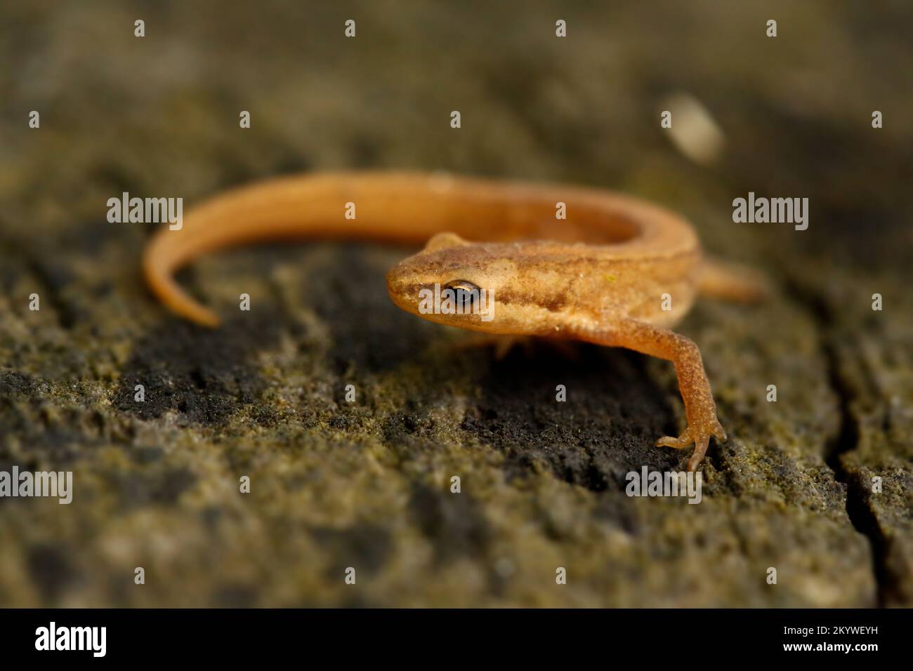 Female during land phase hi-res stock photography and images - Alamy