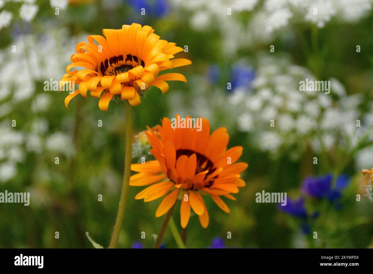 Bedding flowers plants Stock Photo - Alamy