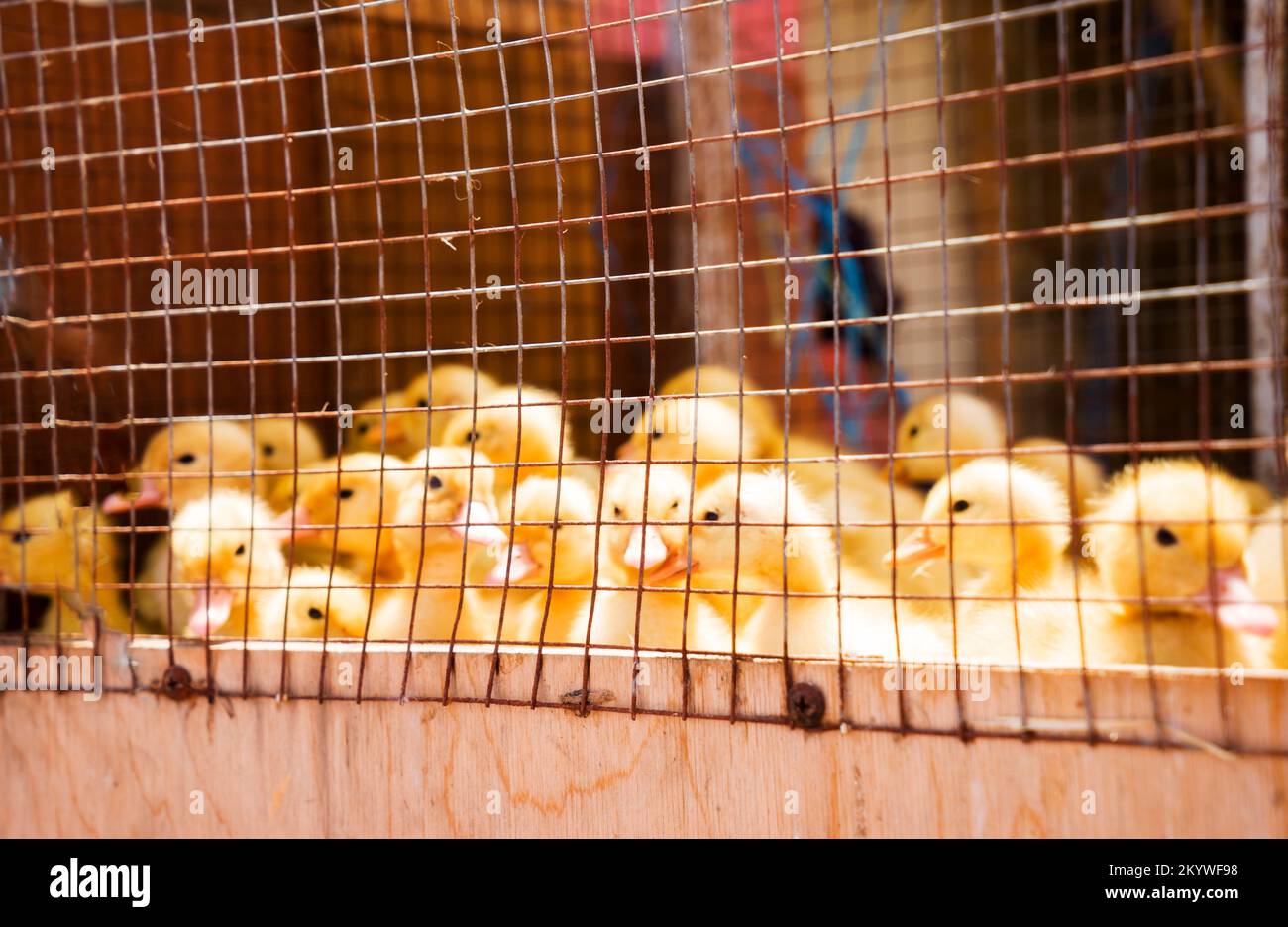 chicken, duck, goose are caged for sale in the market Stock Photo - Alamy