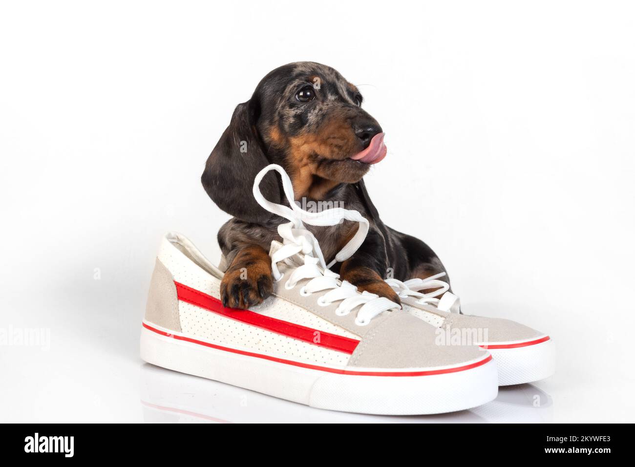Little marble dachshund puppy with shoes lying on a white studio ...