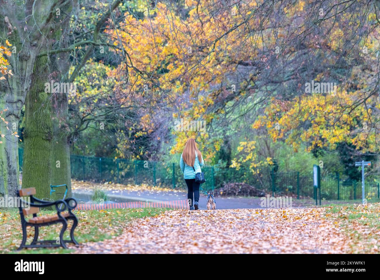 Northampton. UK. 2nd December, 2022. Autumnal colours and fallen leaves ...