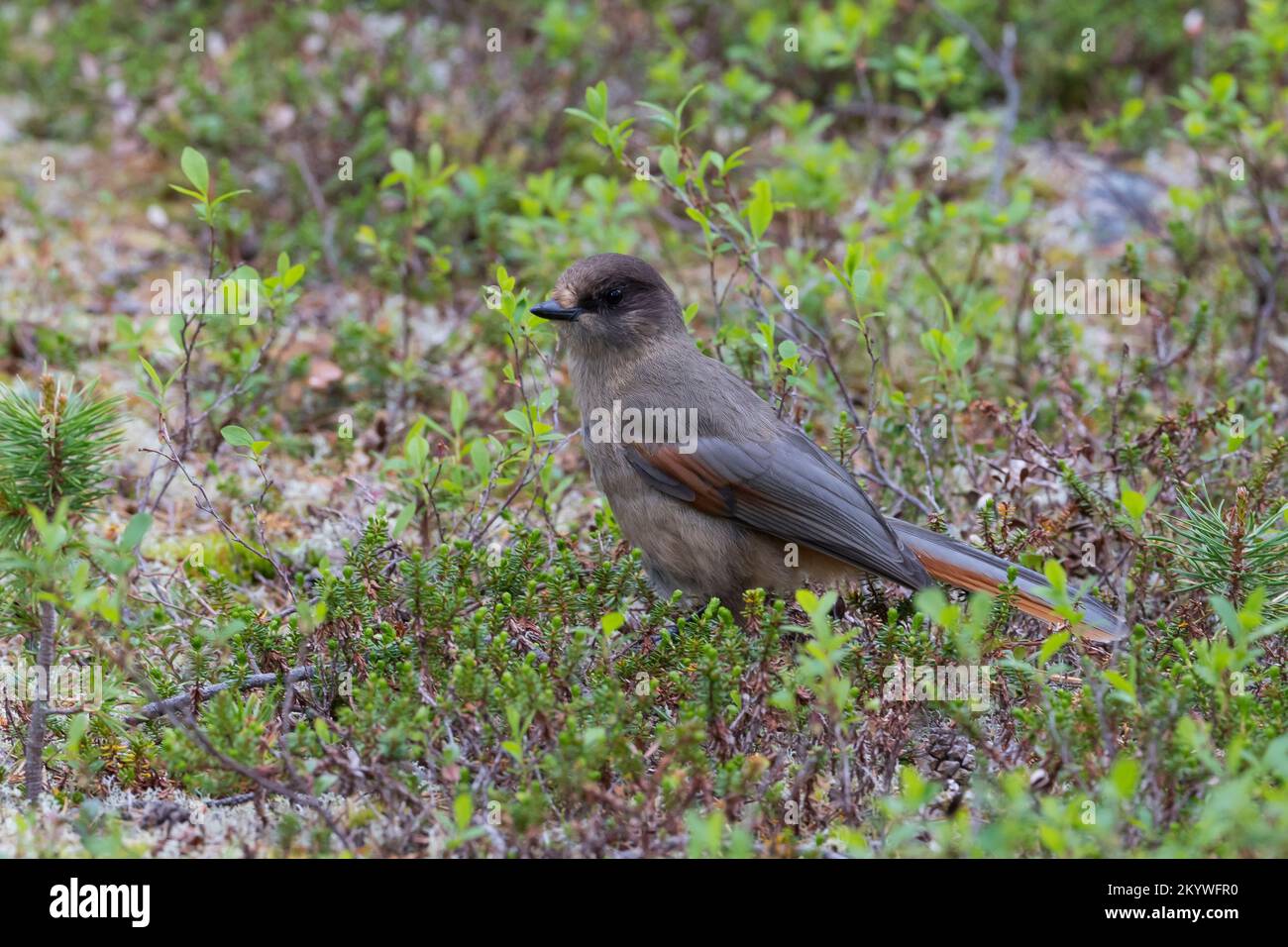Unglückshäher, Perisoreus infaustus, Siberian jay, Le Mésangeai ...