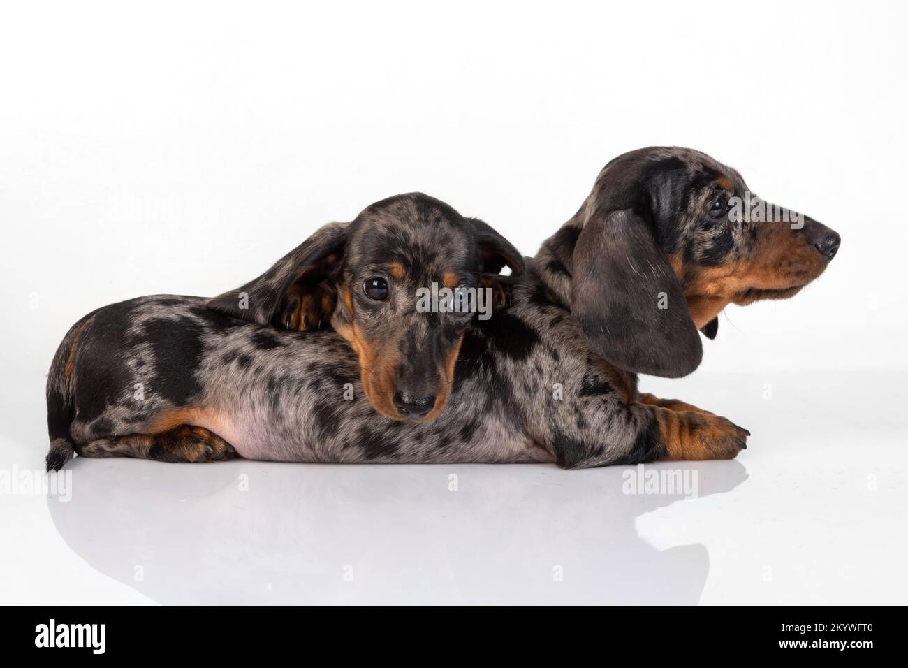 A pair of marble smooth-haired dachshund puppies got tired of the photo ...