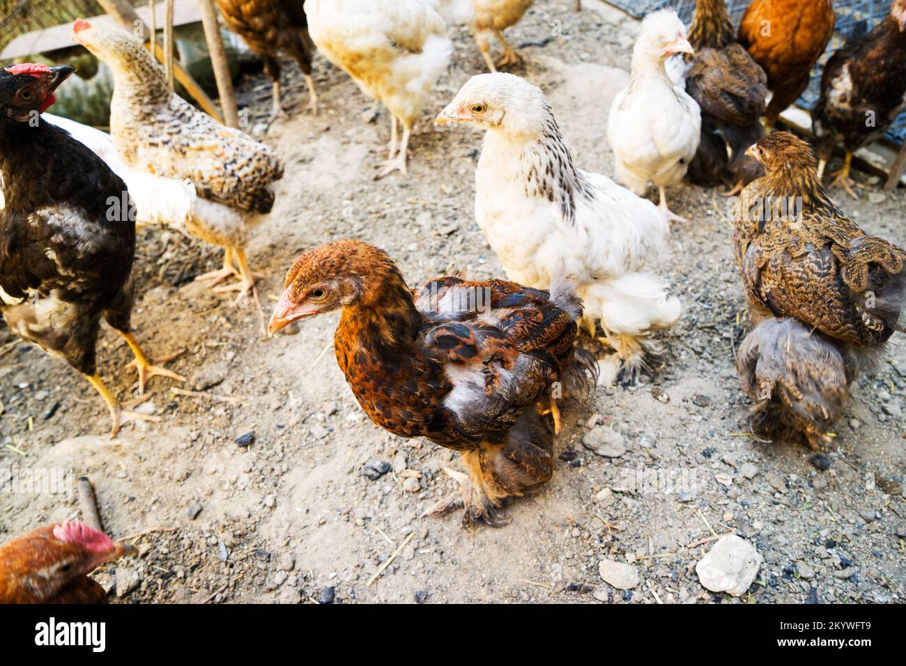 Multicolored little chicken rare breed of Brama the poultry yard Stock ...