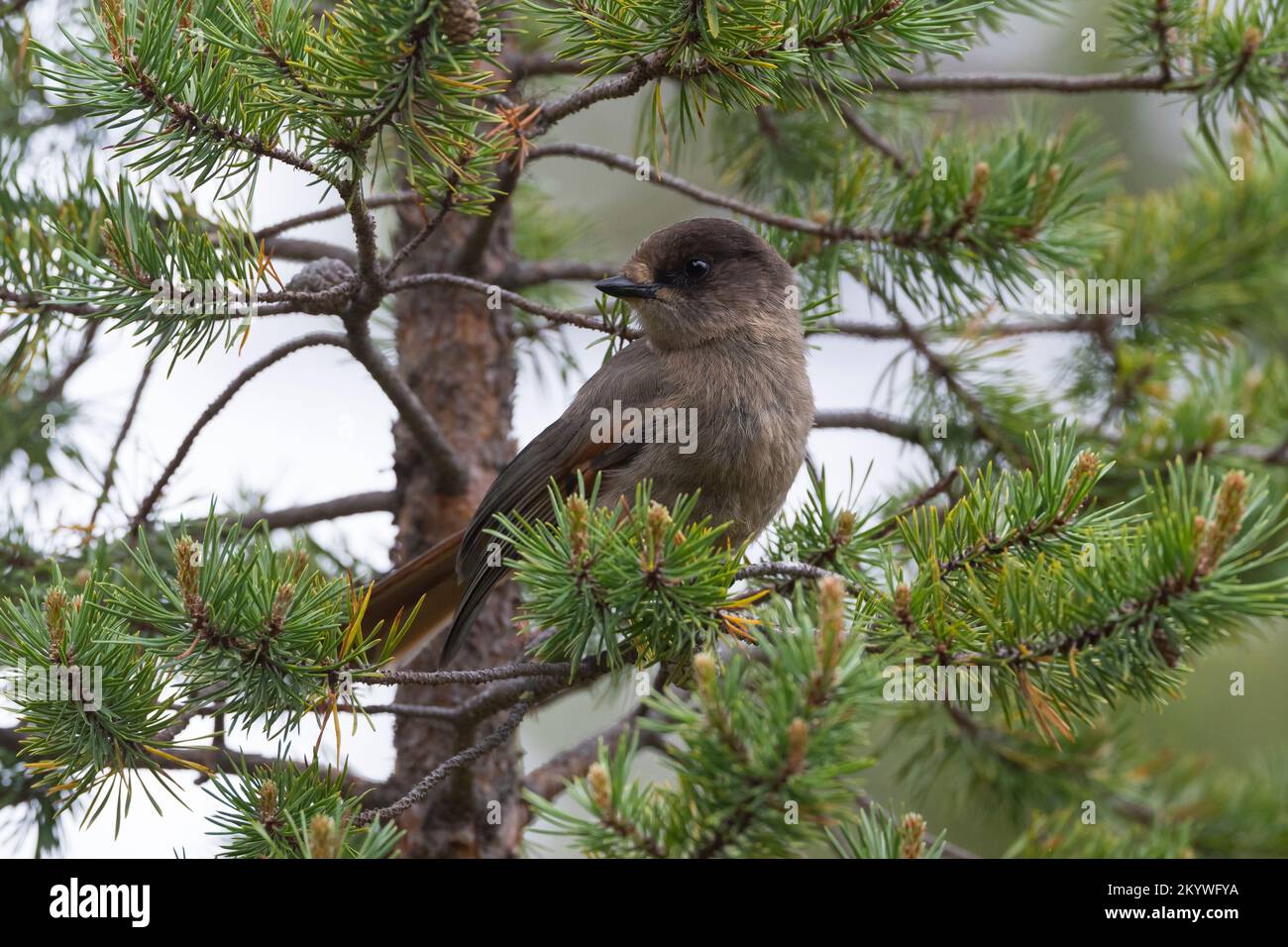 Unglückshäher, Perisoreus infaustus, Siberian jay, Le Mésangeai ...
