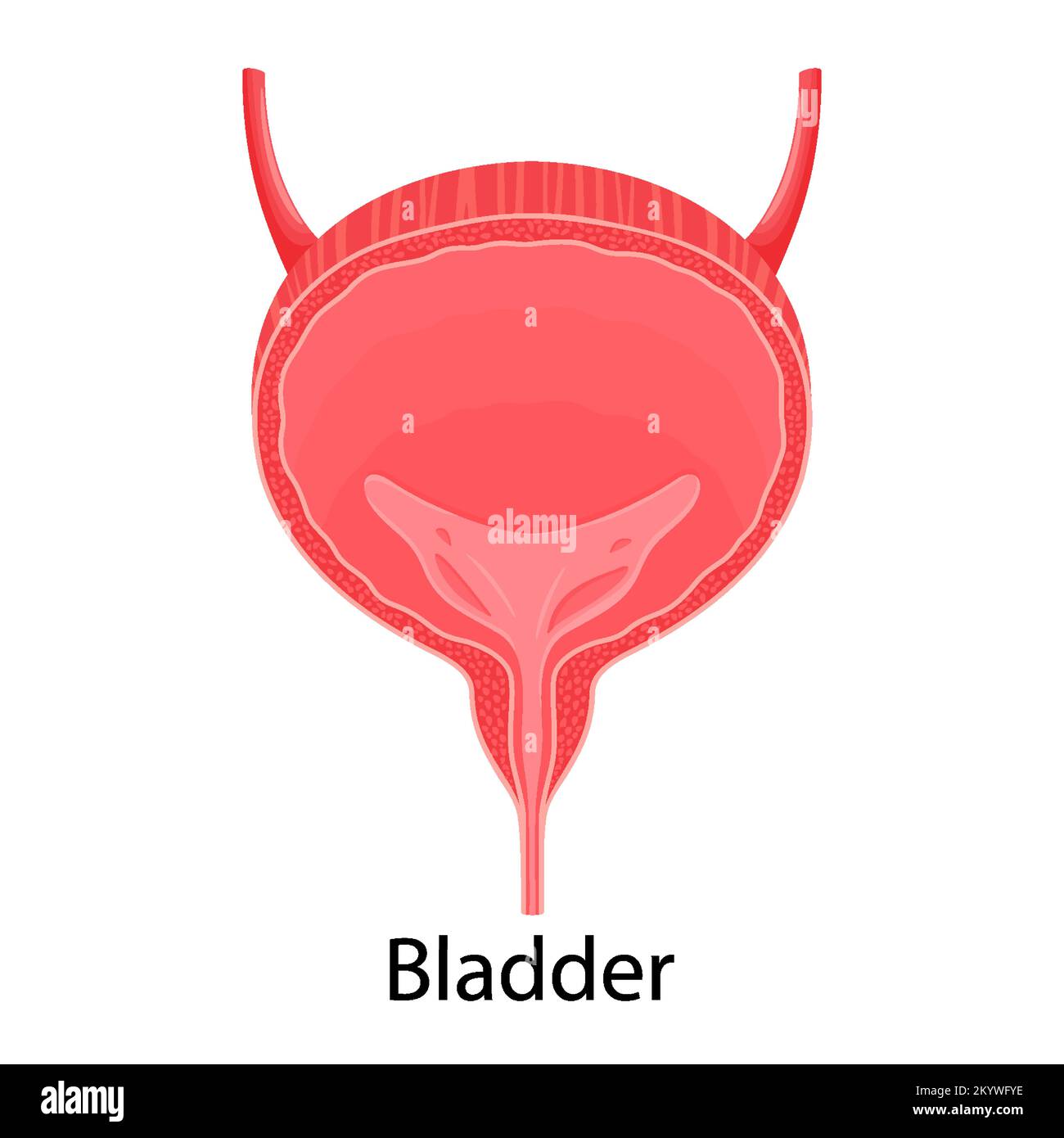Human bladder anatomy. Medicine concept, Healthcare.Human internal ...