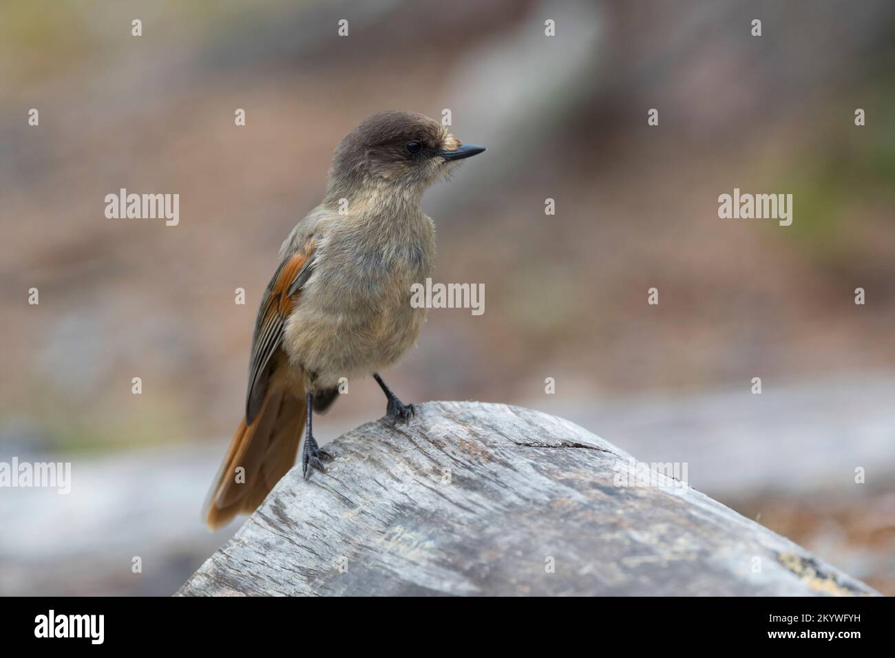 Unglückshäher, Perisoreus infaustus, Siberian jay, Le Mésangeai imitateur Stock Photo - Alamy