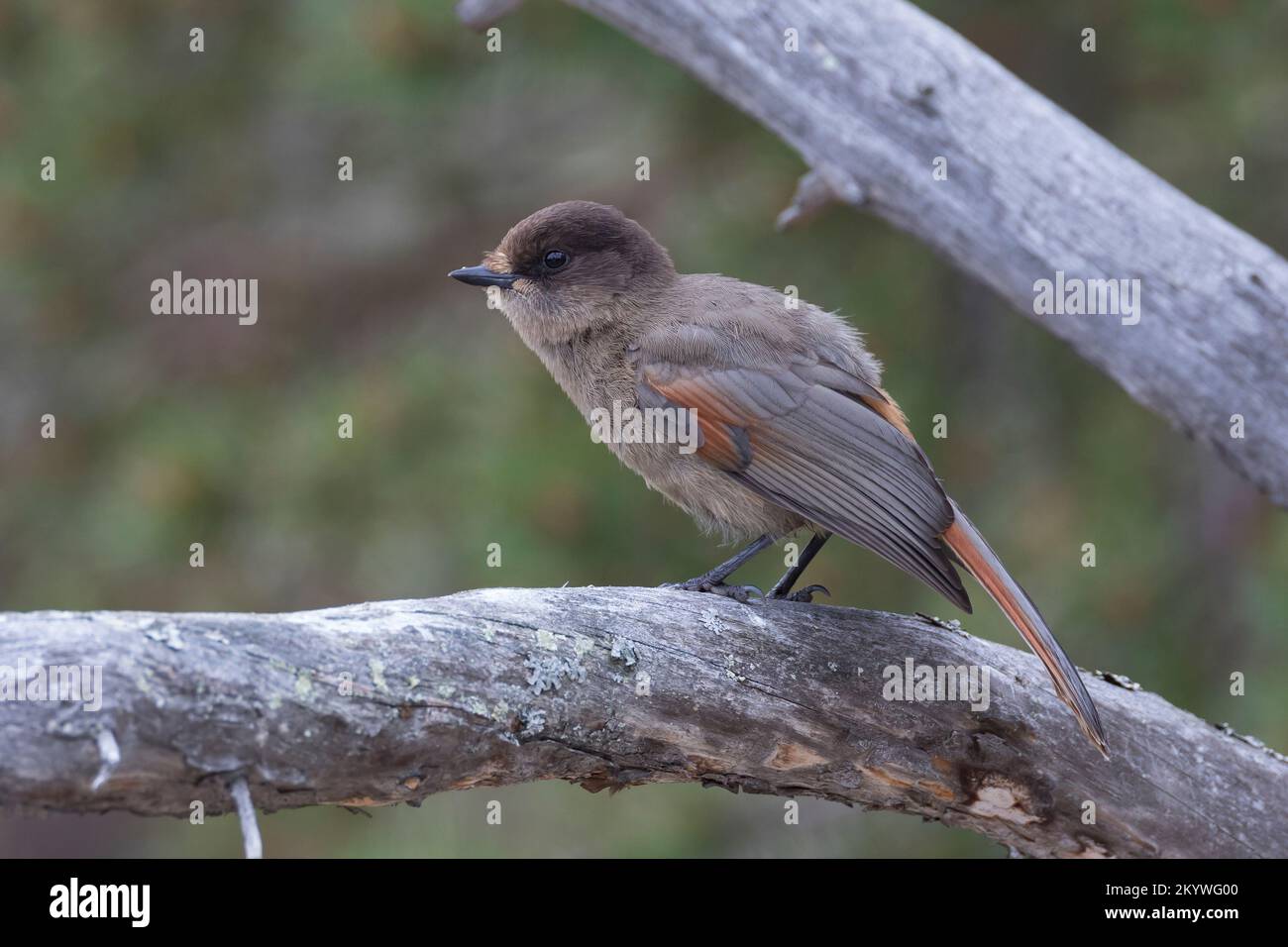 Unglückshäher, Perisoreus infaustus, Siberian jay, Le Mésangeai imitateur Stock Photo - Alamy