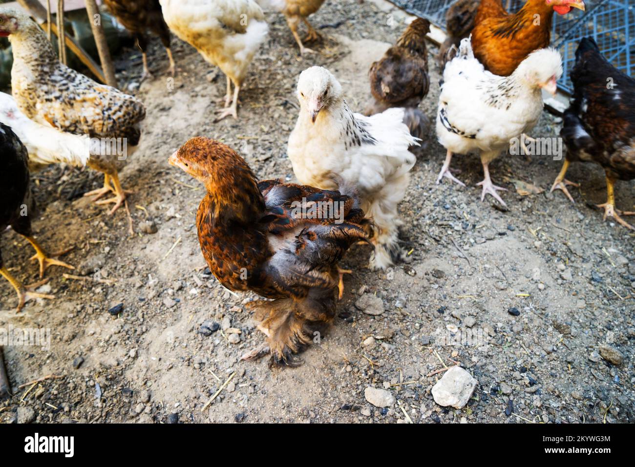 Multicolored little chicken rare breed of Brama the poultry yard Stock ...