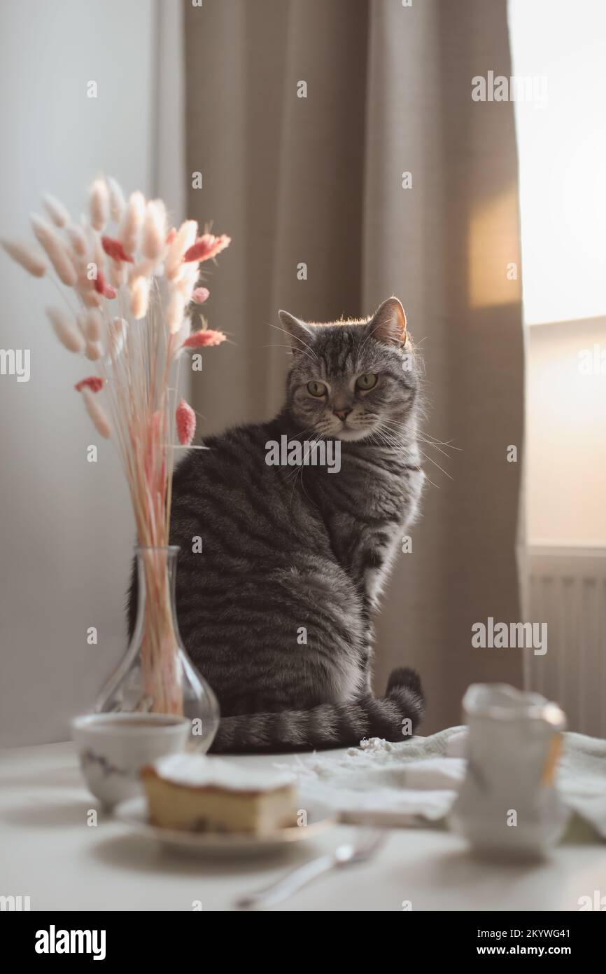 Funny cat in home interior of living room in morning sunlight. Cozy ...