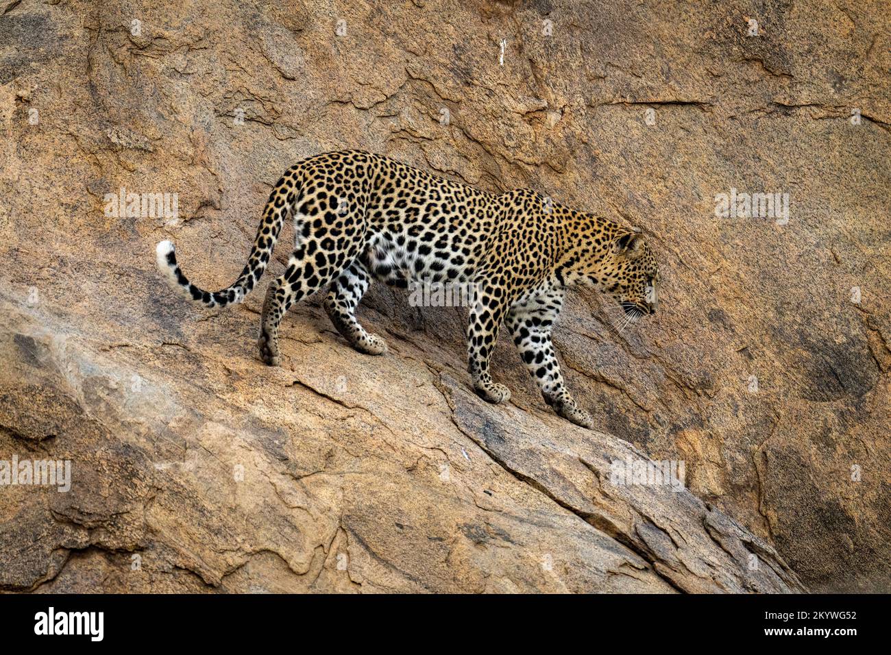 Leopard walks across steep rock looking down Stock Photo - Alamy