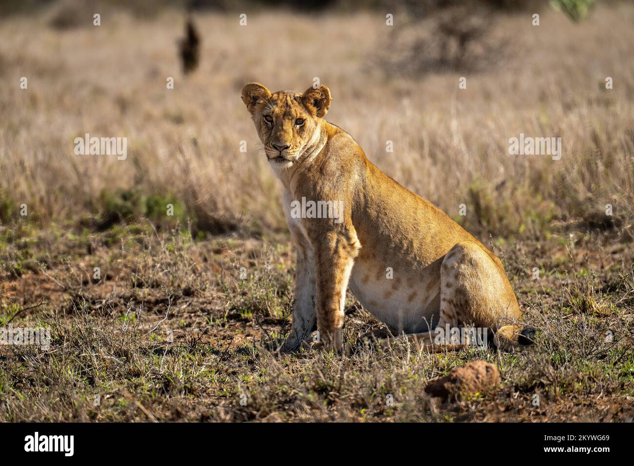 Lion cub sits turning head towards camera Stock Photo - Alamy