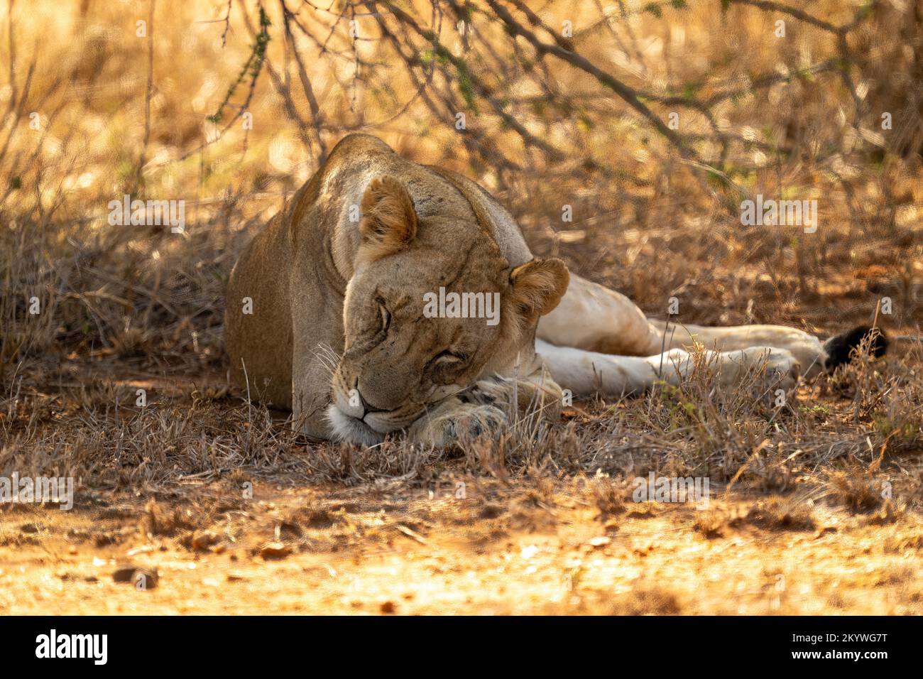 Lion sleeping under tree hi-res stock photography and images - Alamy