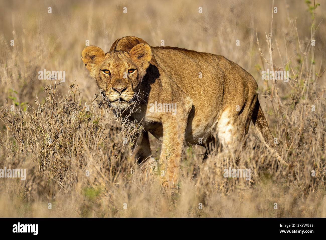 Lioness stands crouching behind bush in sunshine Stock Photo - Alamy