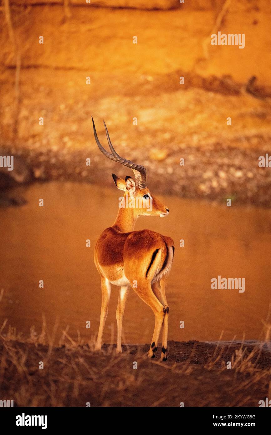 Impala laikipia kenya africa hi-res stock photography and images - Alamy