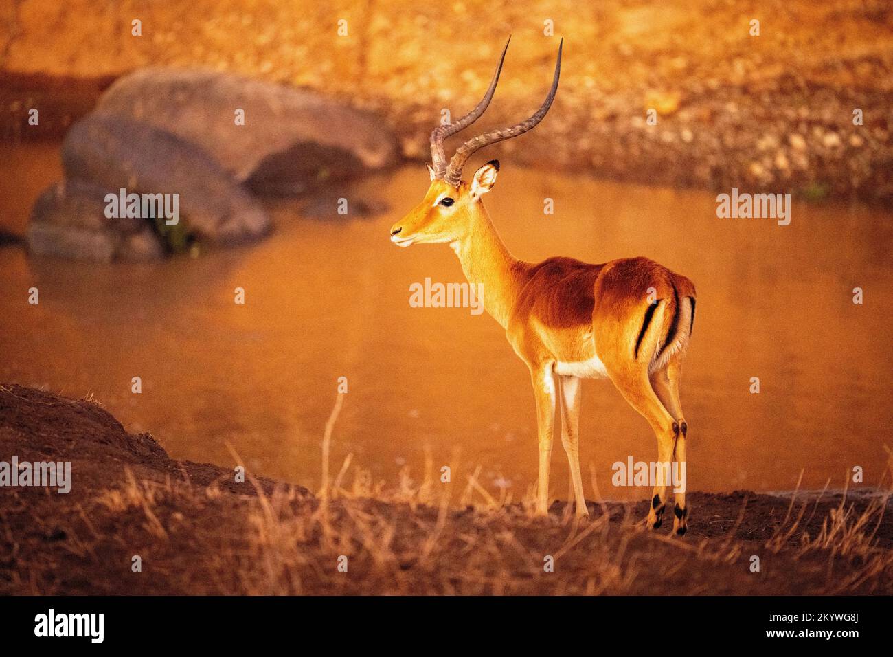 Male common impala stands on riverbank staring Stock Photo - Alamy