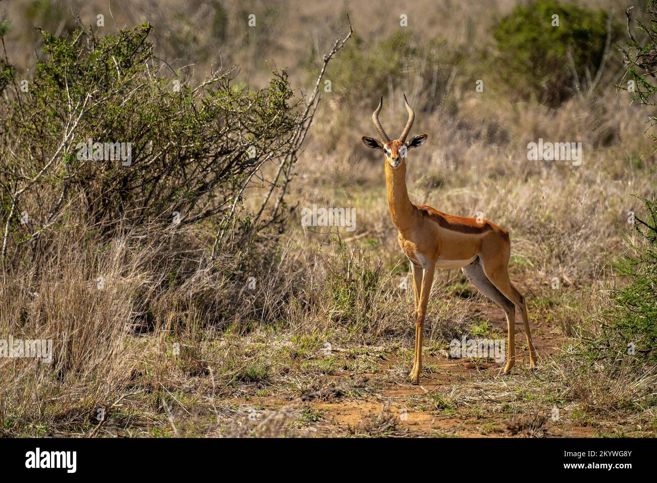 Antelope stands watching hi-res stock photography and images - Alamy