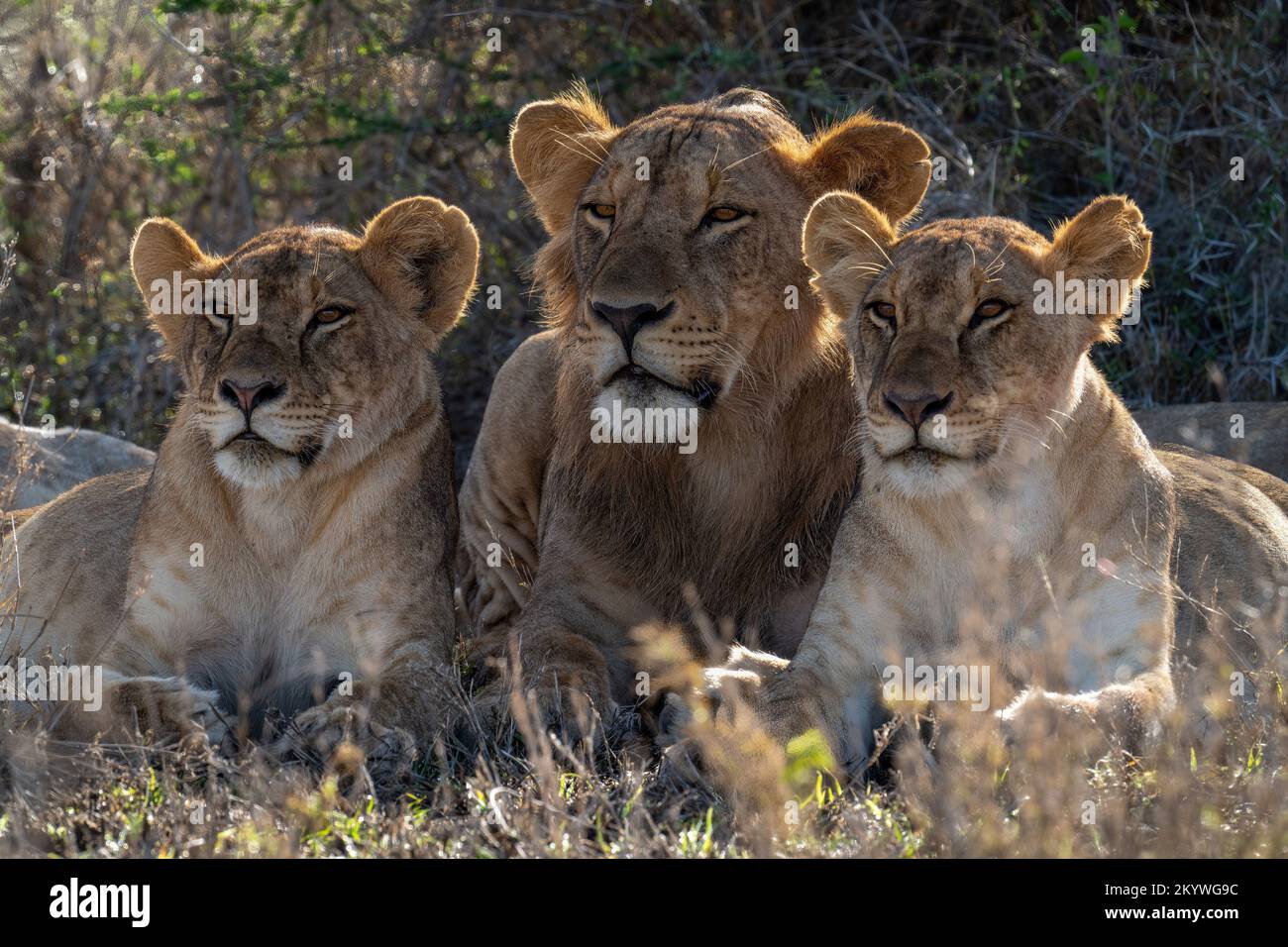 Lions ol hi-res stock photography and images - Alamy