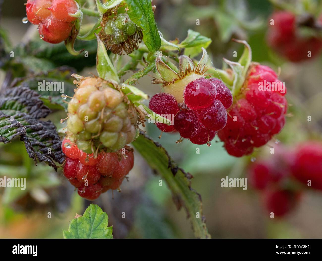 Autumn raspberries after rain shower Stock Photo - Alamy