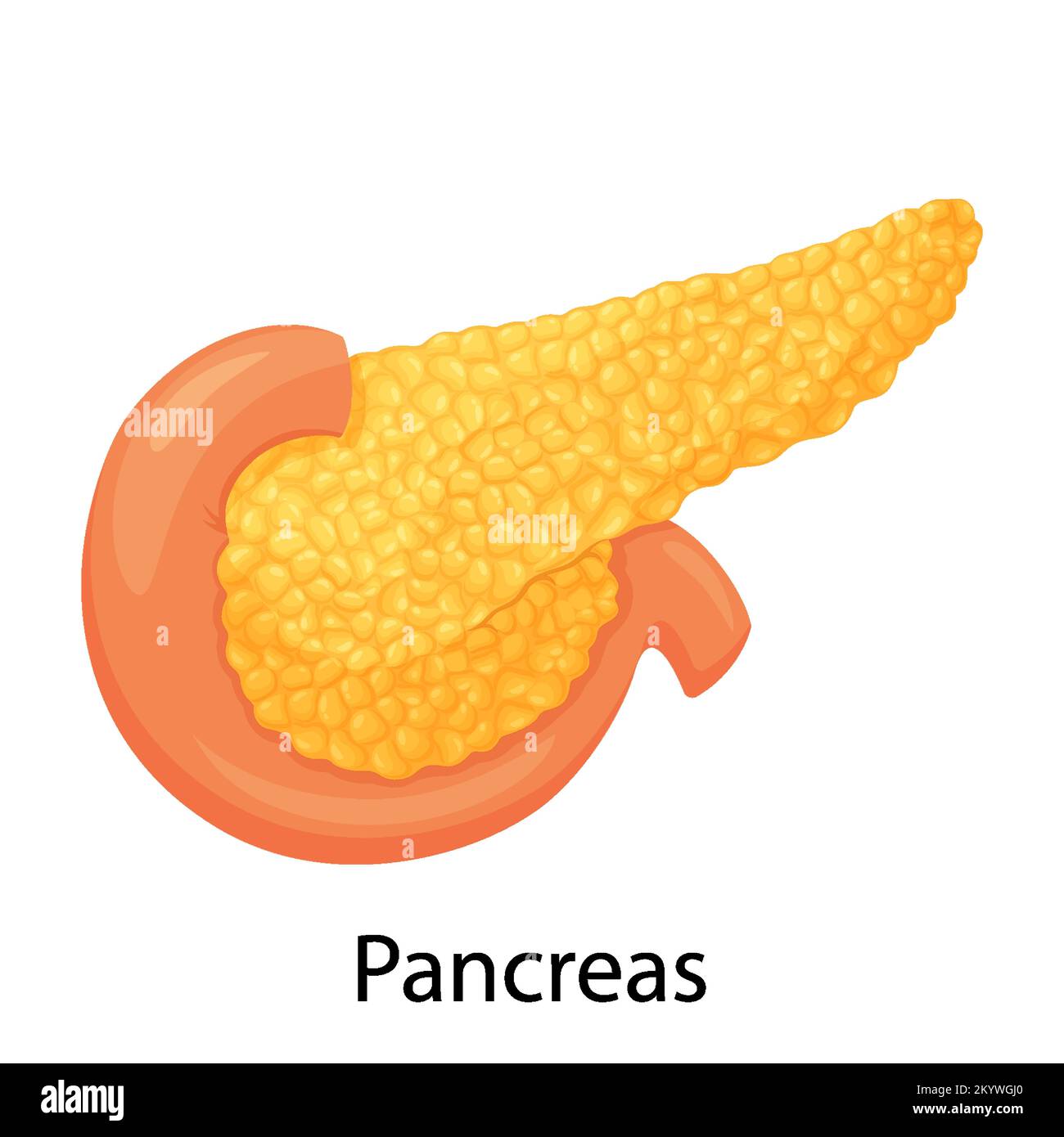 Pancreas, human internal organ anatomy vector Illustration on a white ...