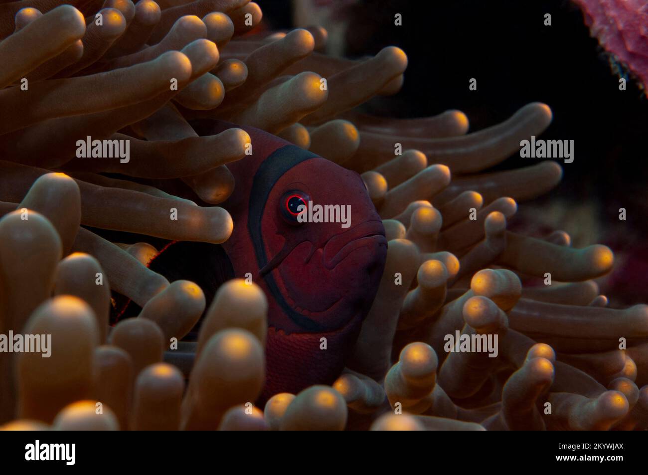 Maroon clownfish (Premnas biaculeatus, Amphiprion biaculeatus) is ...