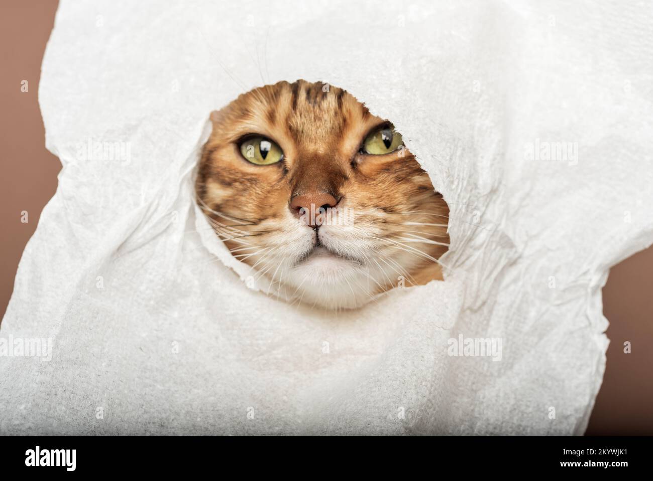Funny red cat with a napkin on his head on a brown background Stock ...