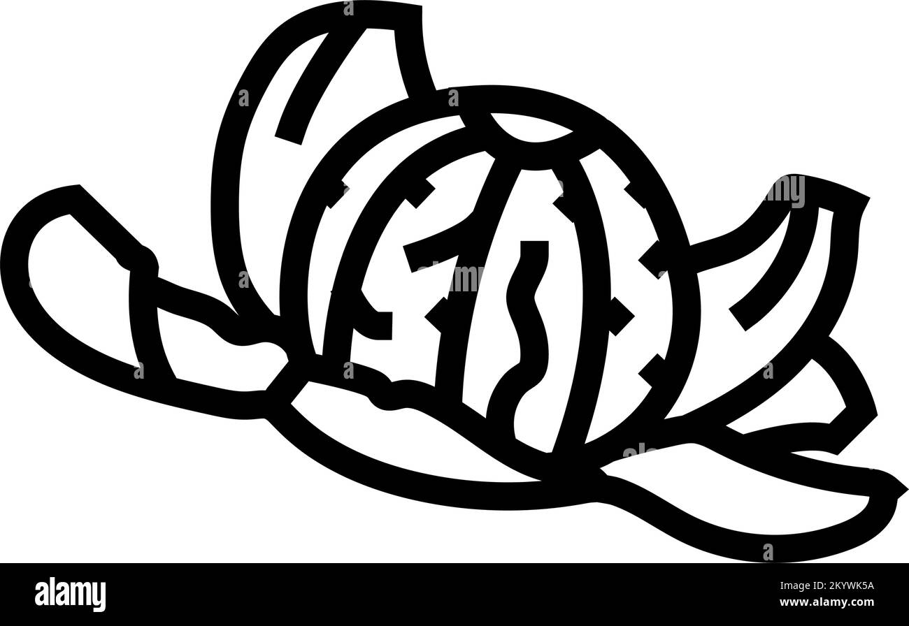 peeled clementine line icon vector illustration Stock Vector Image ...