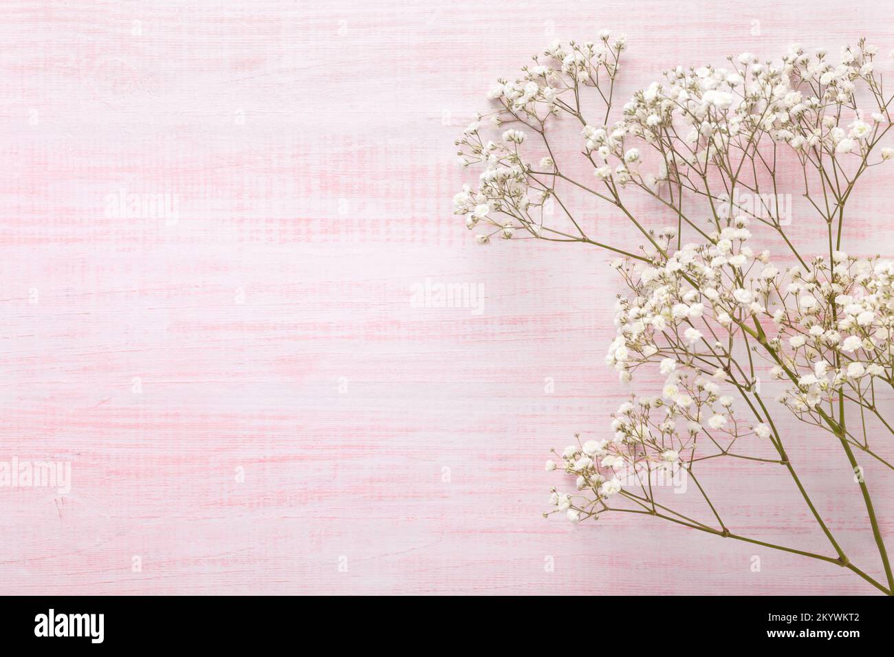 Few twigs of Gypsophila flowers lay on a light pink shabby wooden ...