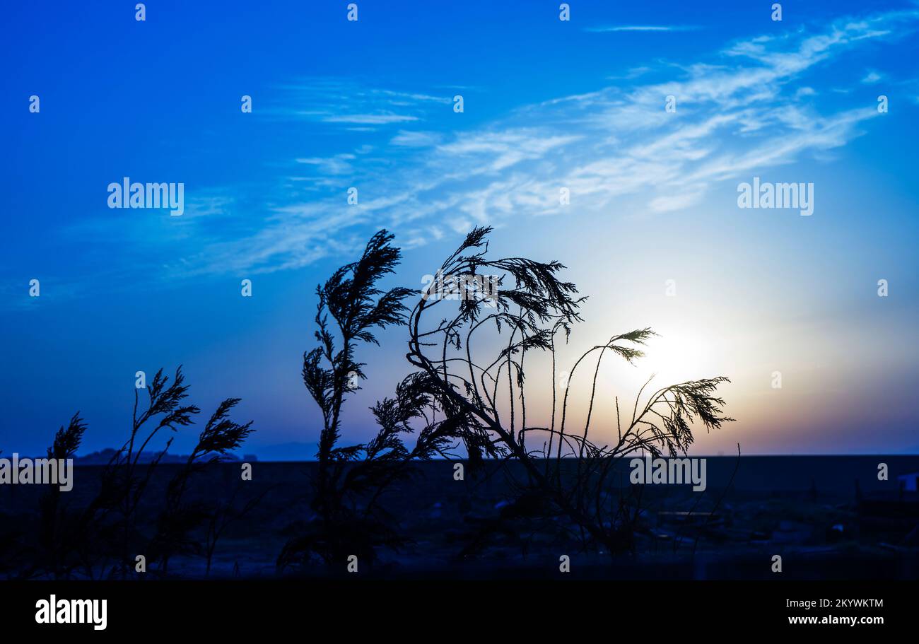 macro, nature, summer background, different herbs, different flowers at ...