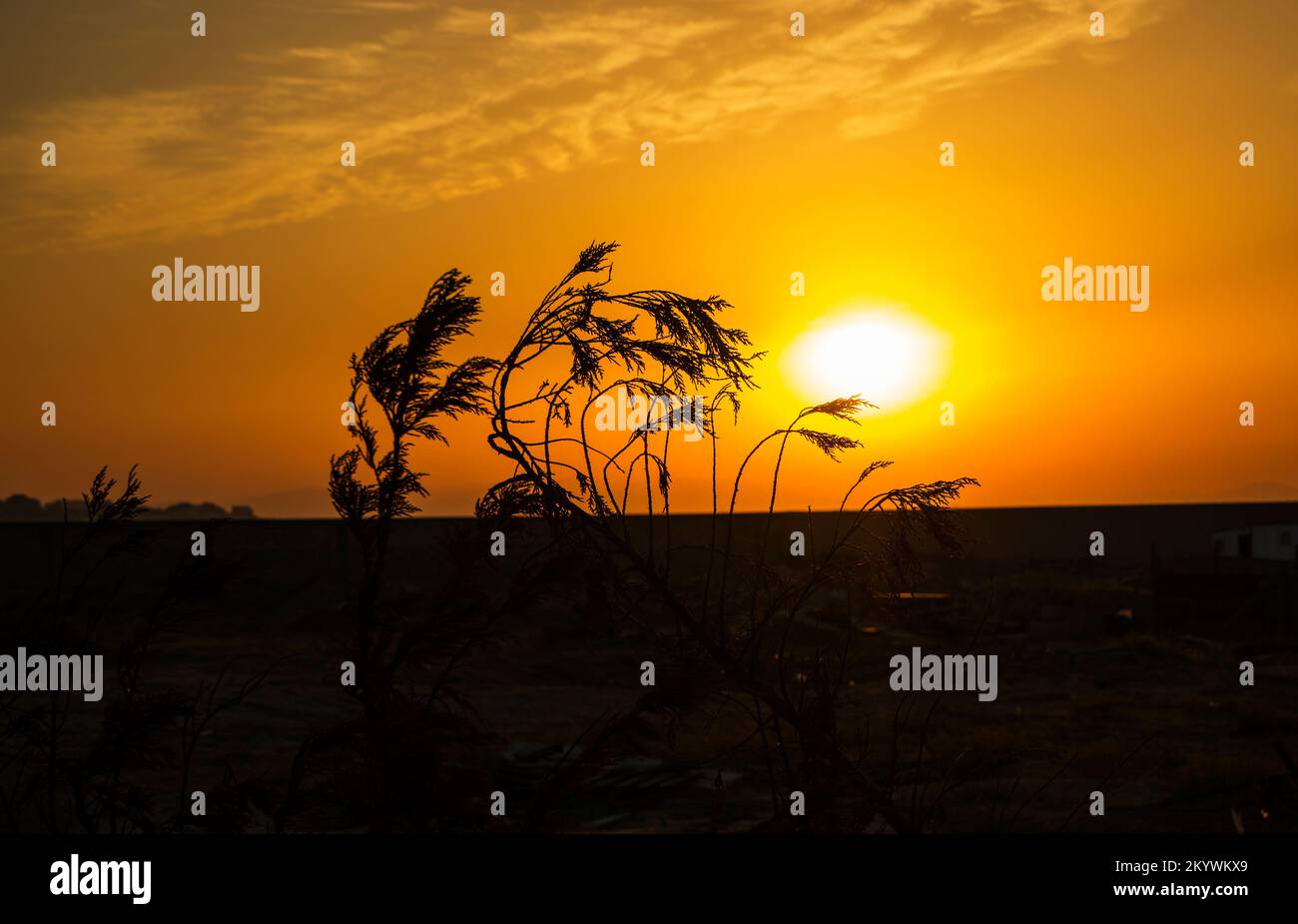 macro, nature, summer background, different herbs, different flowers at ...