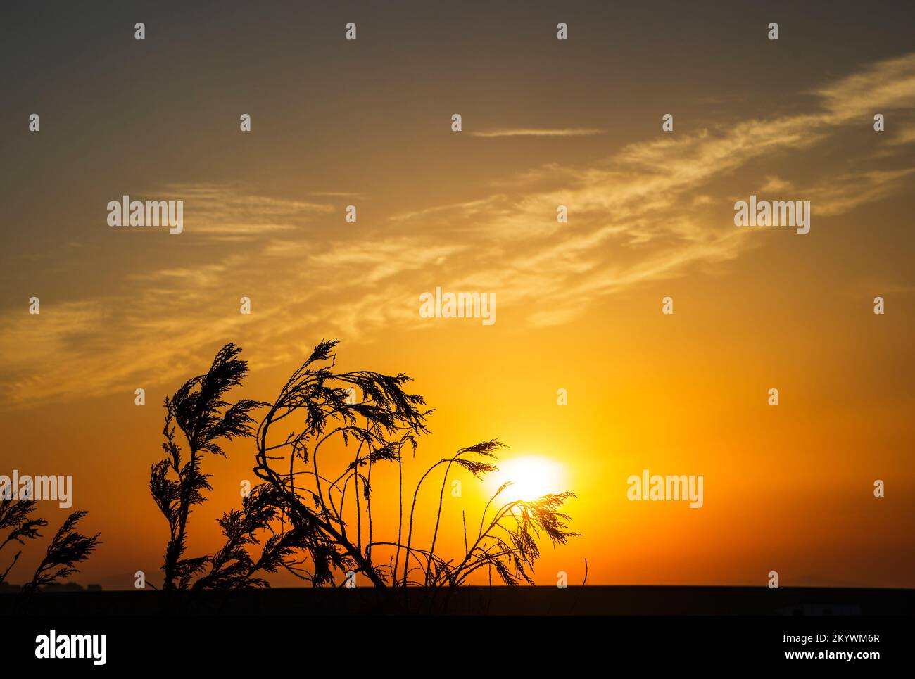 Background different summer flowers hi-res stock photography and images ...