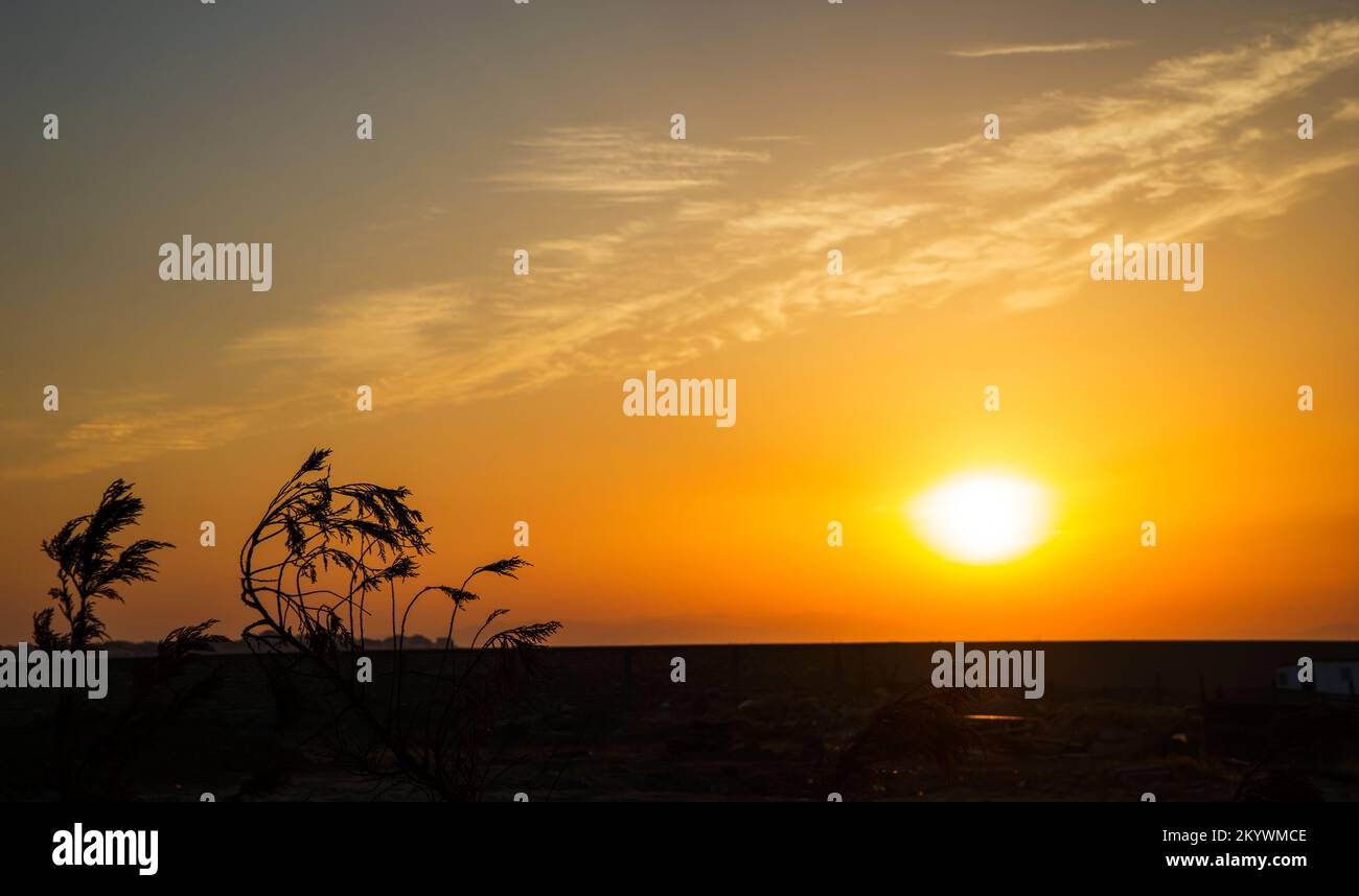 macro, nature, summer background, different herbs, different flowers at ...