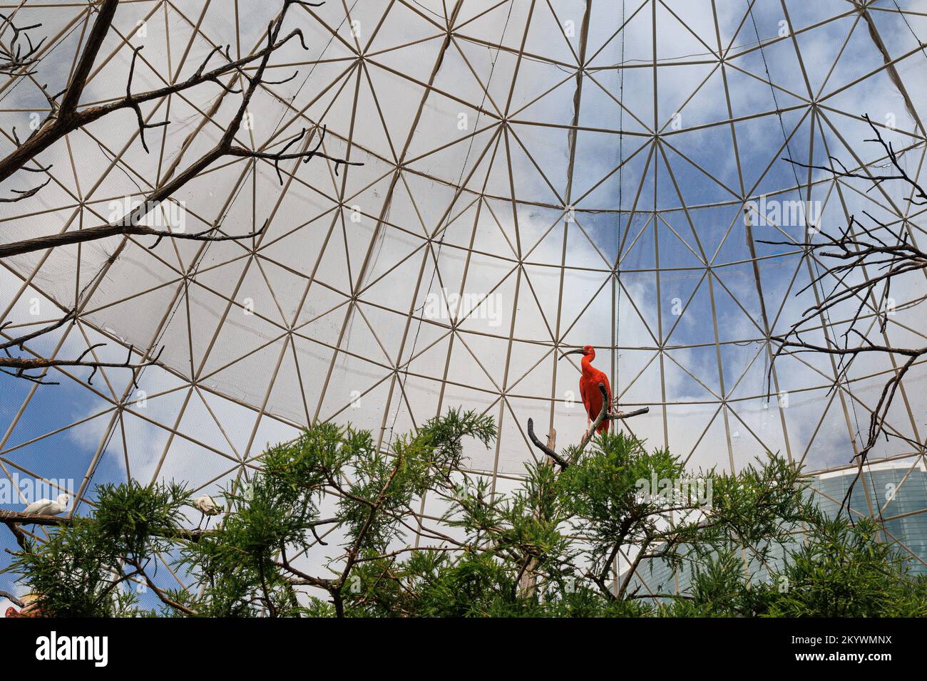 Red Ibis or Scarlet Ibis, Eudocimus Ruber from Threskiornithidae Family ...