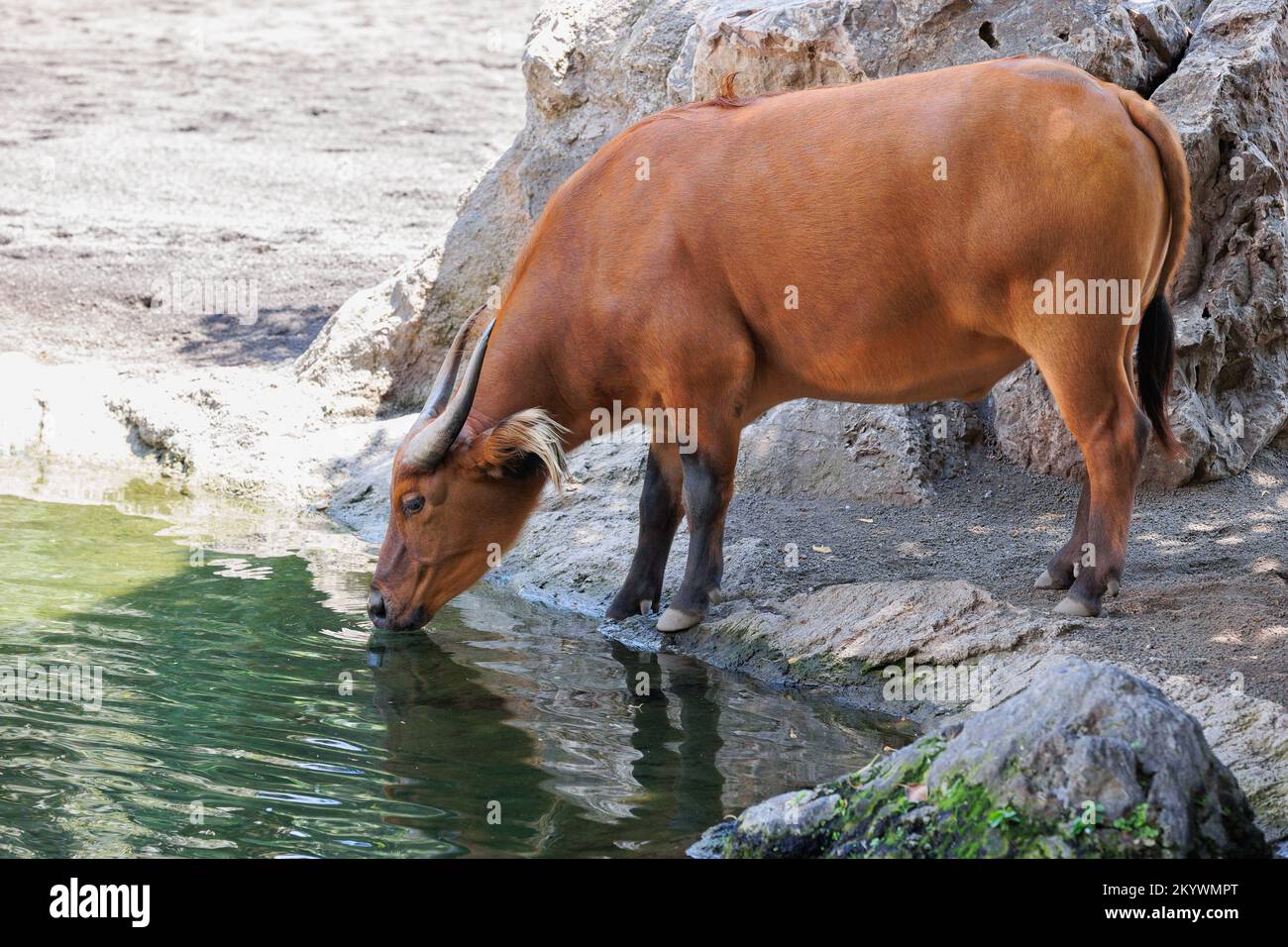 The African Forest Buffalo, Syncerus Caffer Nanus, also known as the ...