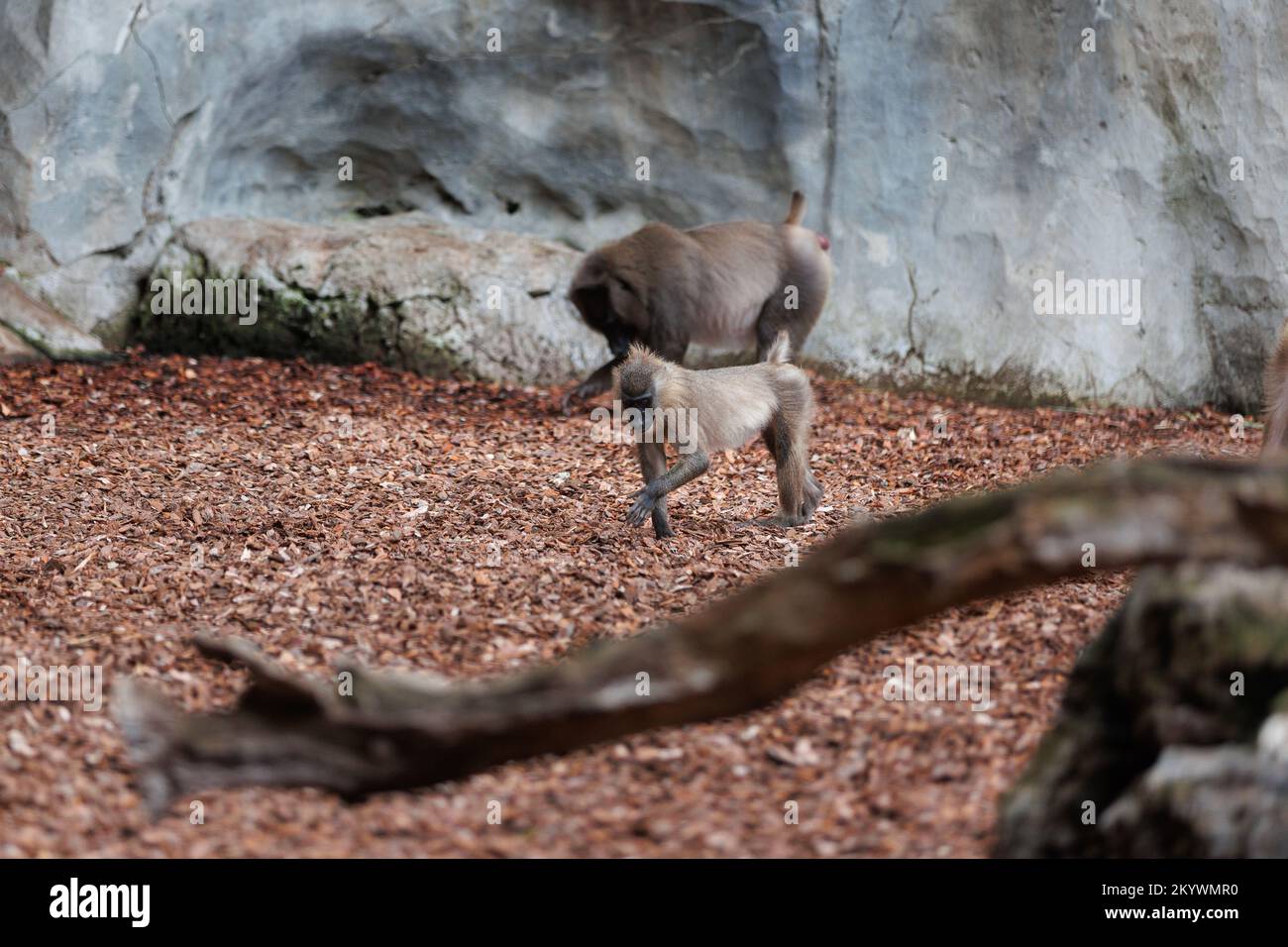 Old World Monkey, family of Primates known taxonomically as the ...