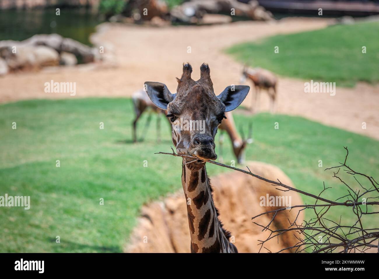 Giraffe portrait seen in hi-res stock photography and images - Alamy